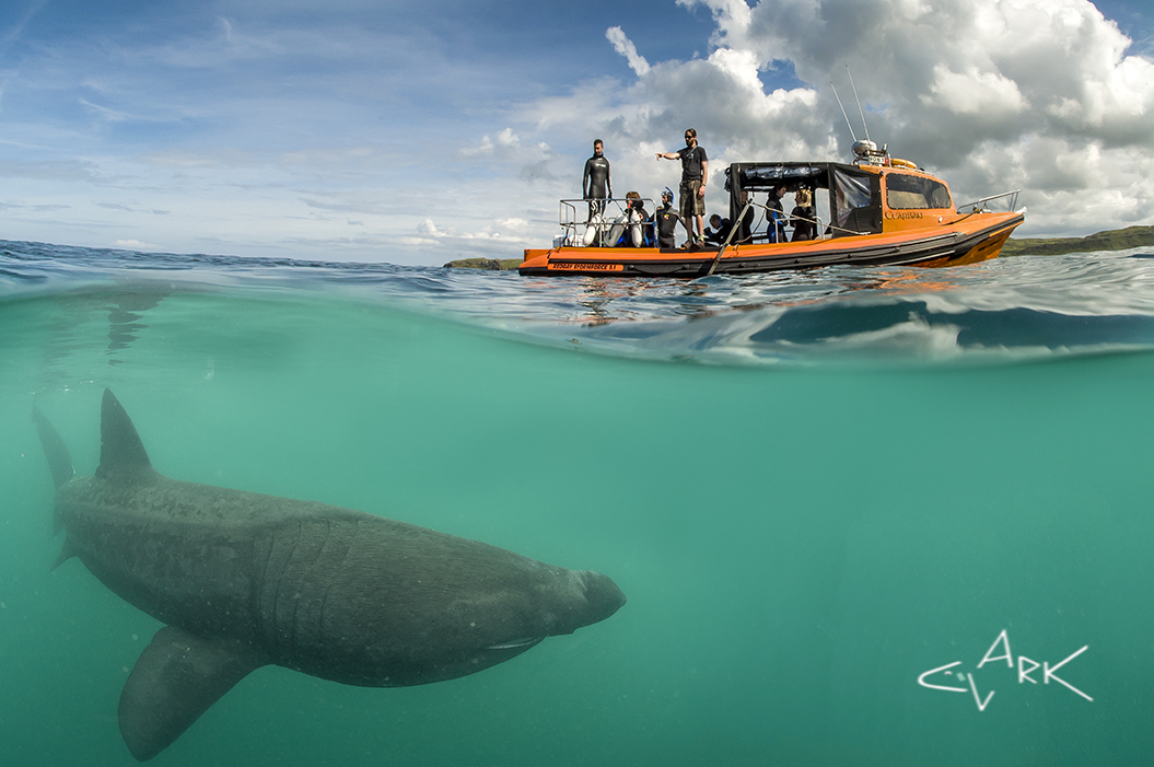 Mike Clark's Dive Blog: BASKING SHARK ENCOUNTER