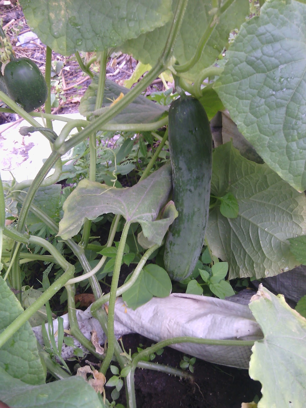 My Cucumber Vertical Sack Farm