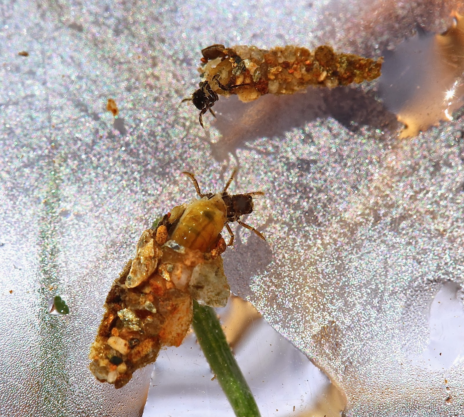 Aquatic Insects of Central Virginia: The small winter stonefly ...
