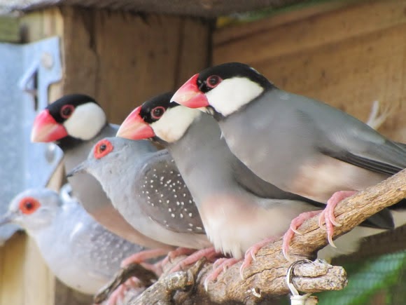 White And Black Java Birds ~ ABDUL BASIT AND DANISH KAKAR BIRDS SHOP