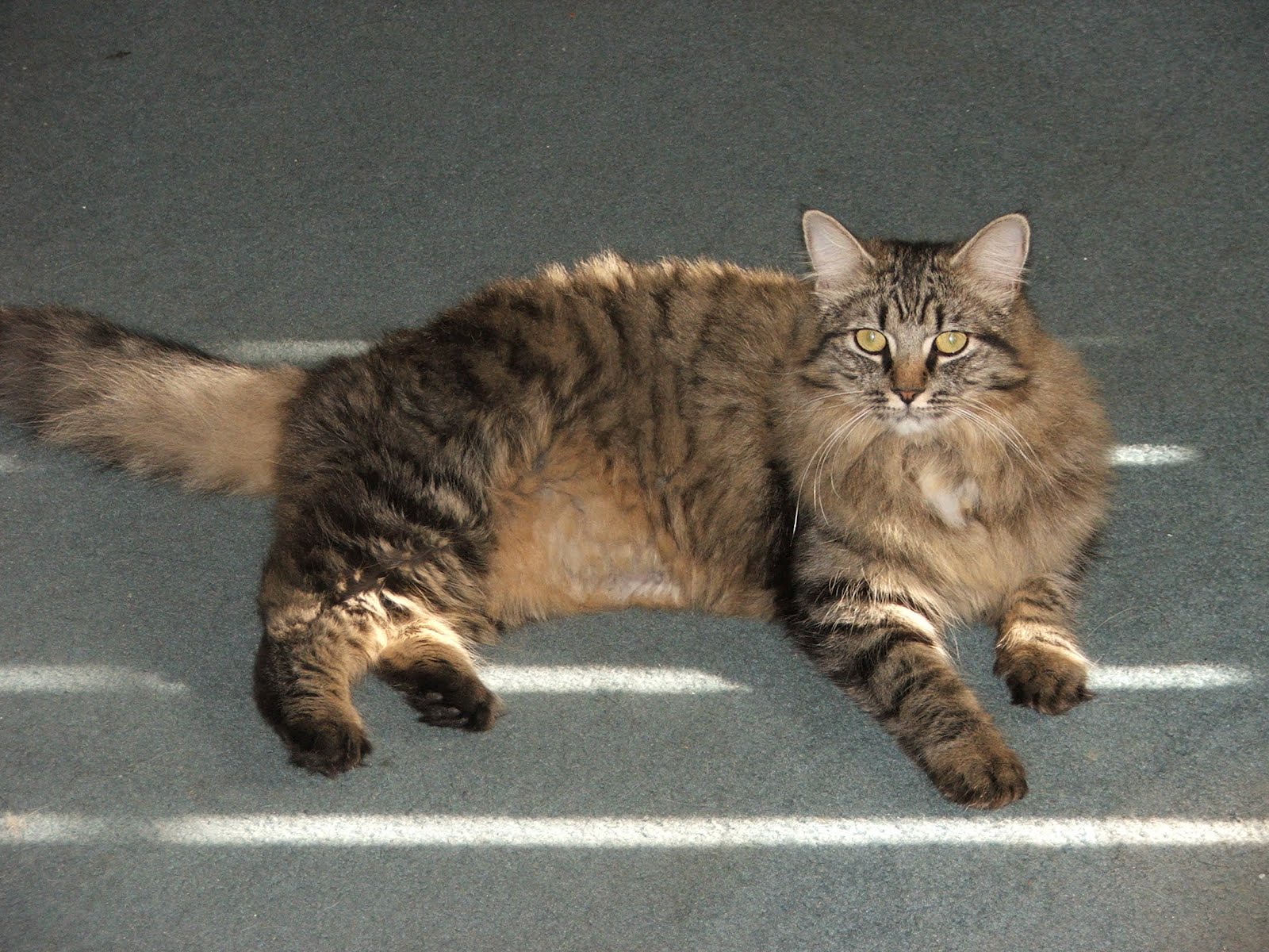 The BLOG: Cat Blog Monday