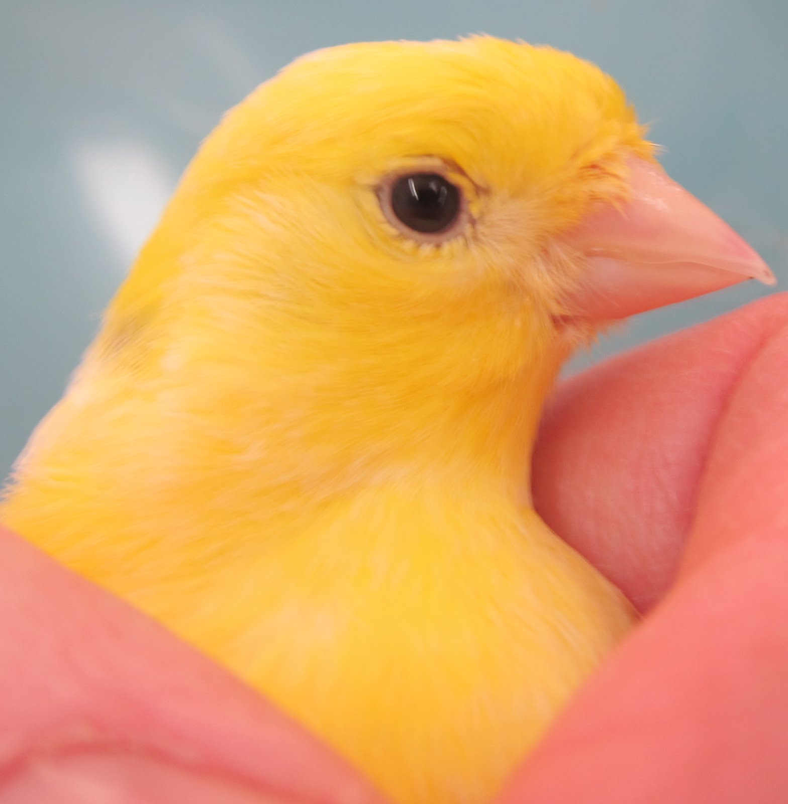 Canary Tales: Mild Eye Problem - Conjunctivitis