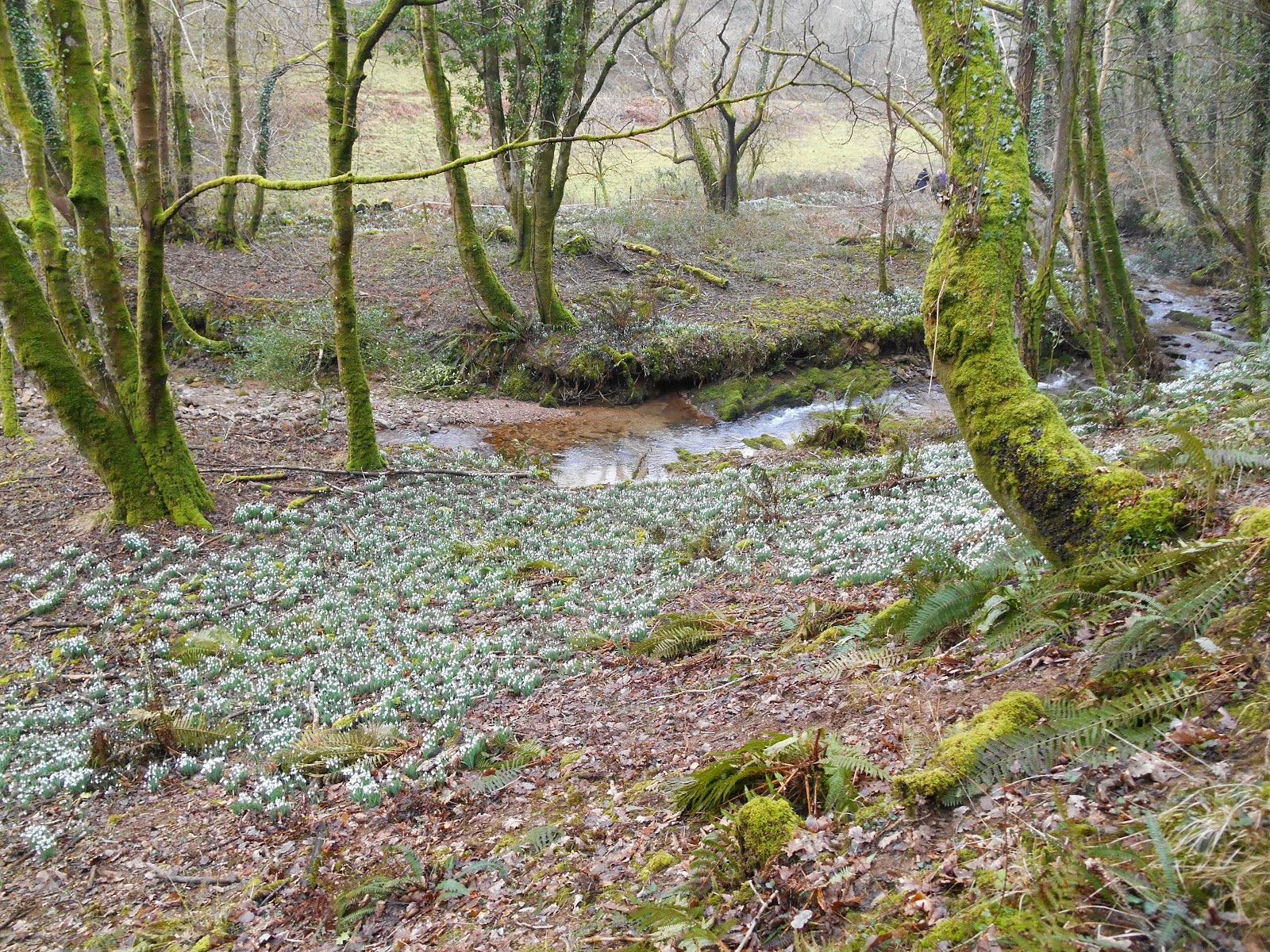 Off the Beaten Track in Somerset: Snowdrop Valley, Wheddon Cross, Exmoor