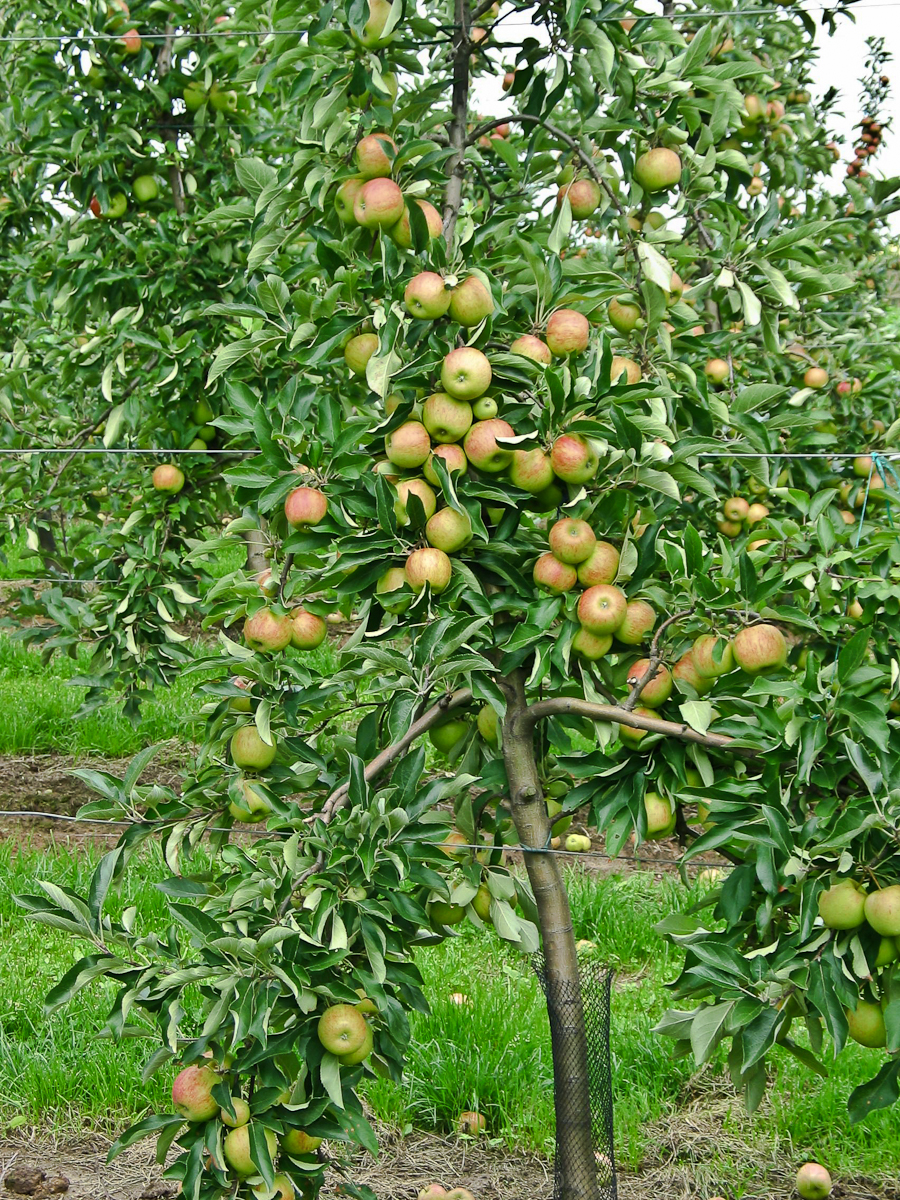 Zelf biologisch fruit telen: Appels telen met minimale snoei / De ...