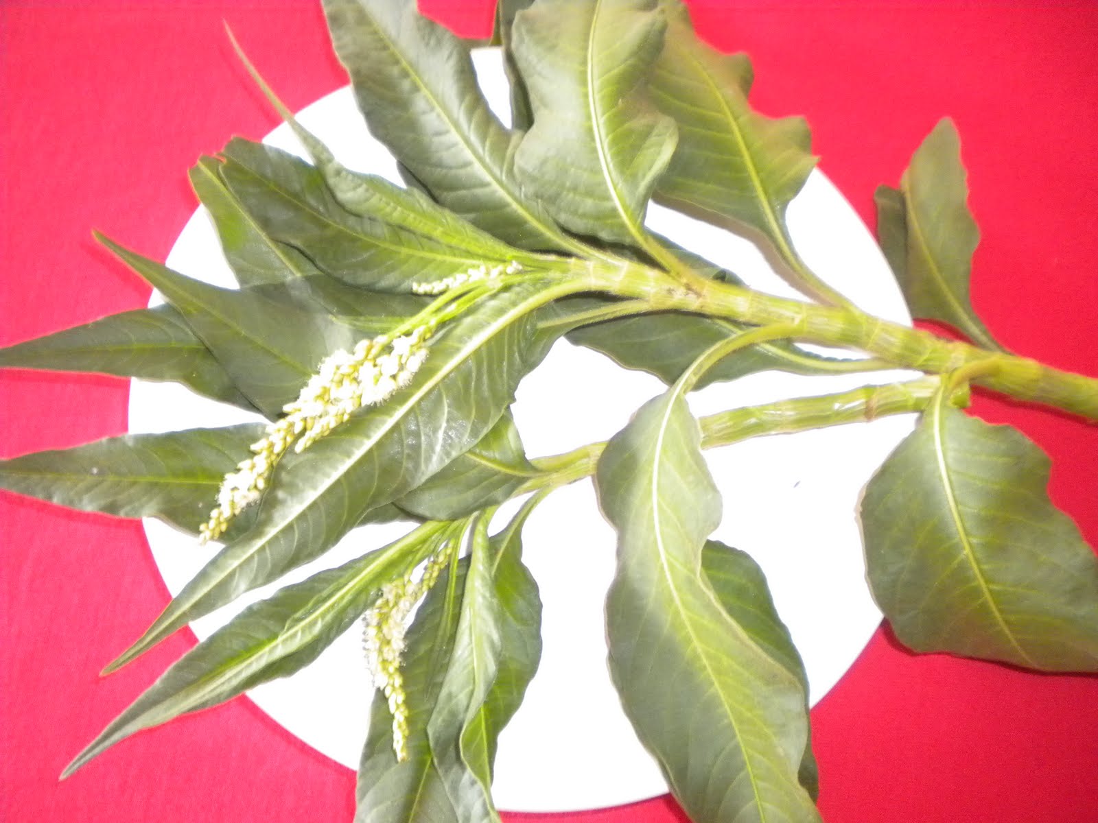 v e r d e c h a c o: Catay / Yerba del bicho