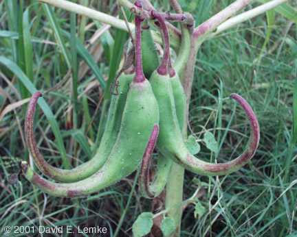 The Herb Hound: DEVIL'S CLAW