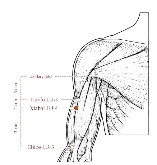 Acupuncture: LU - 4 ( LUNG-4)