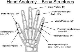 Interphalangeal joints - Medically