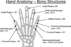 Interphalangeal joints - Medically
