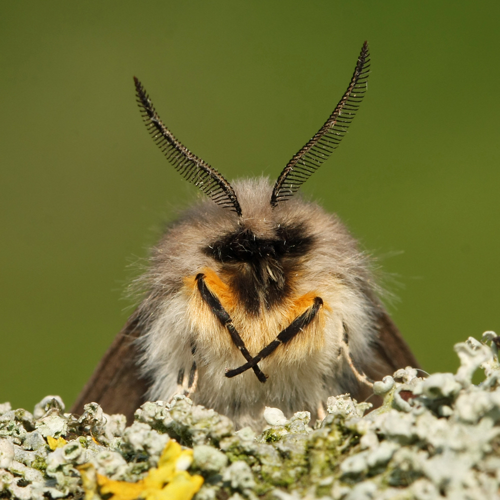 VENEZUELAN POODLE MOTH photos - wallpapers (ανανεωμένο) | the fun bank