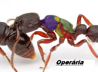 O Império Myrmex: Como capturar uma Formiga Rainha (Formiga Fertil ...