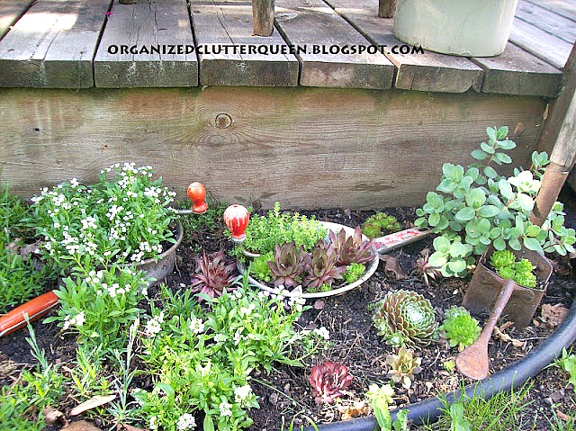 Junk Garden Fun with Sempervivums (Hen and Chicks) - Organized Clutter