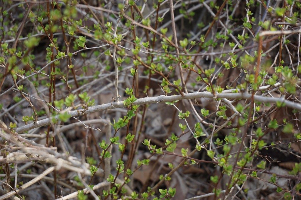 Harriman Hiker: Harriman State Park and Beyond: Pound Swamp Mountain Loop