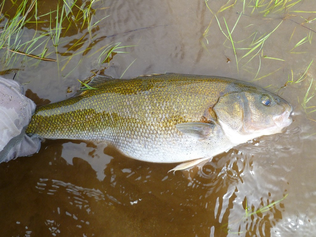 Agenda del Pescador: Especies Autóctonas