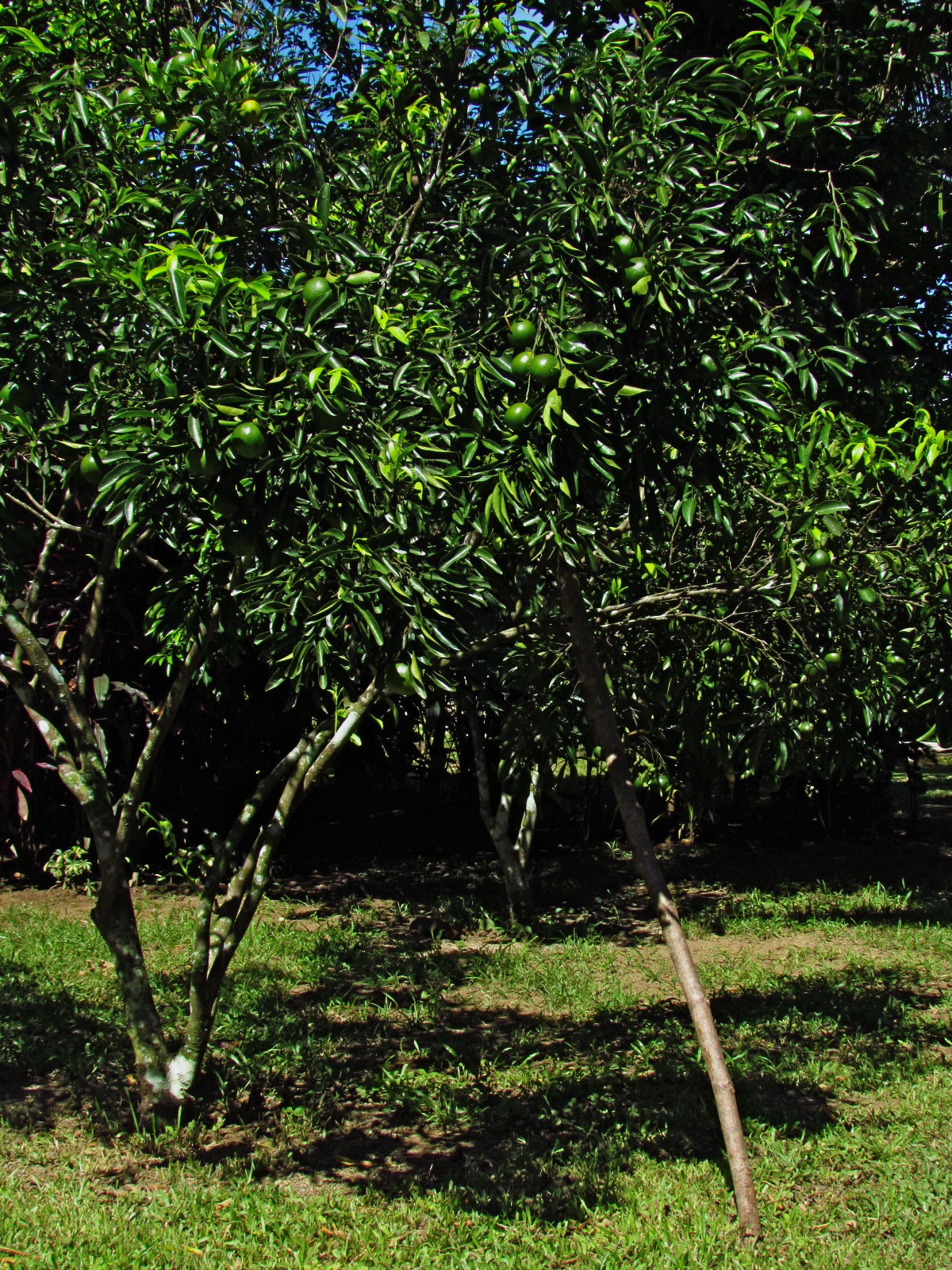 1784: Dalandan Season