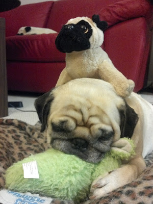 Lil Smug Pug: Internet Madness, Pug Photos, and New Harness - Yippee!