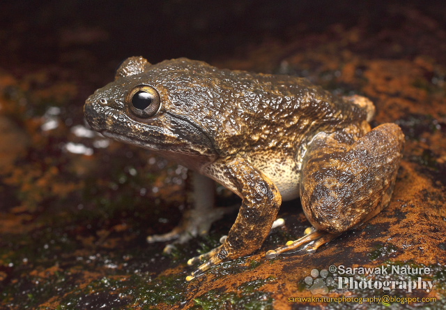 Sarawak Nature Photography: Limnonectes kuhlii (Tschudi, 1838) (Kuhl's ...
