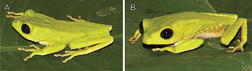 Serpent Research: A new, morphologically cryptic, leaf-nesting frog of ...