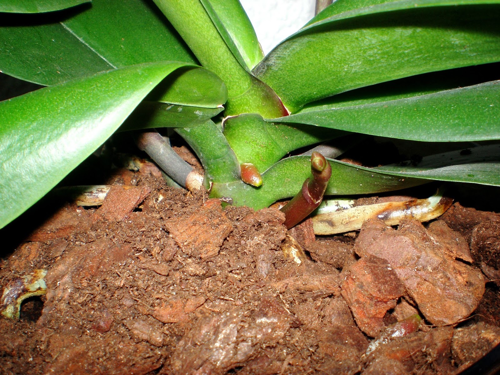 Cum deosebești rădăcinile de tijele florale noi ale orhideelor ...