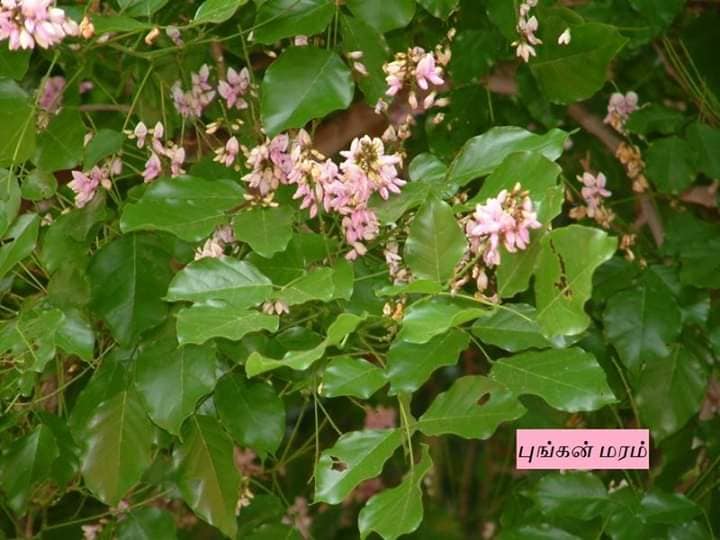 Trees- Banyan, Arasan, Bamboo, Jack, Nochi, Karuvel, Kodukka, Tamrid, neem