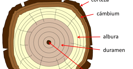 Tecnología Industrial con Carolina: El Tronco