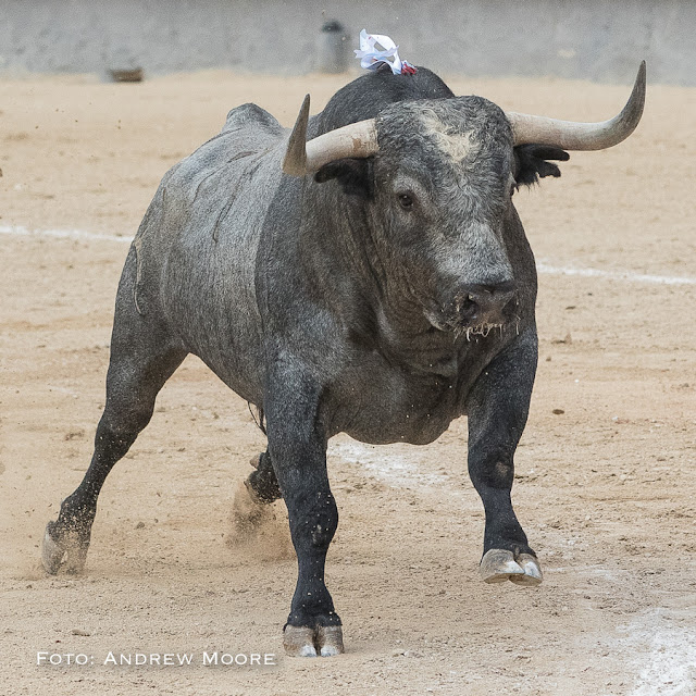 Del Toro Al Infinito San Isidro La Corrida De Partido De Resina
