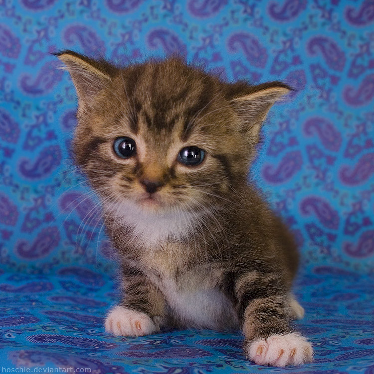 25 Cute kitten pictures | Amazing Creatures