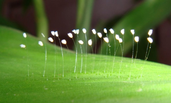 Most Incredibly Rare Flowers in The World - Garden Bible