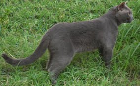 paw planet: New Cat Breed: Cuban Blue