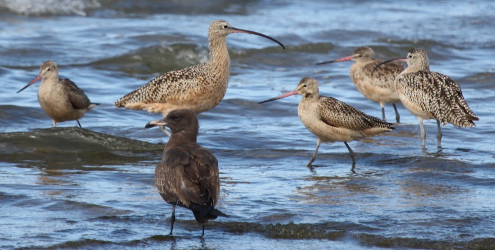 Francis Julian Montgomery Photography: Long-billed Curlew - Middle ...