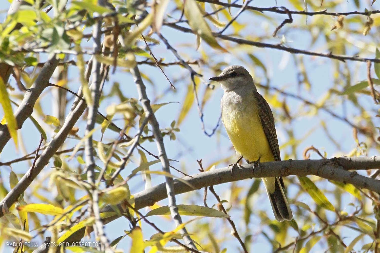 mis fotos de aves: Tyrannus verticalis Tirano Occidental Western Kingbird