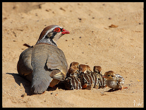Natureza: Perdizes selvagens