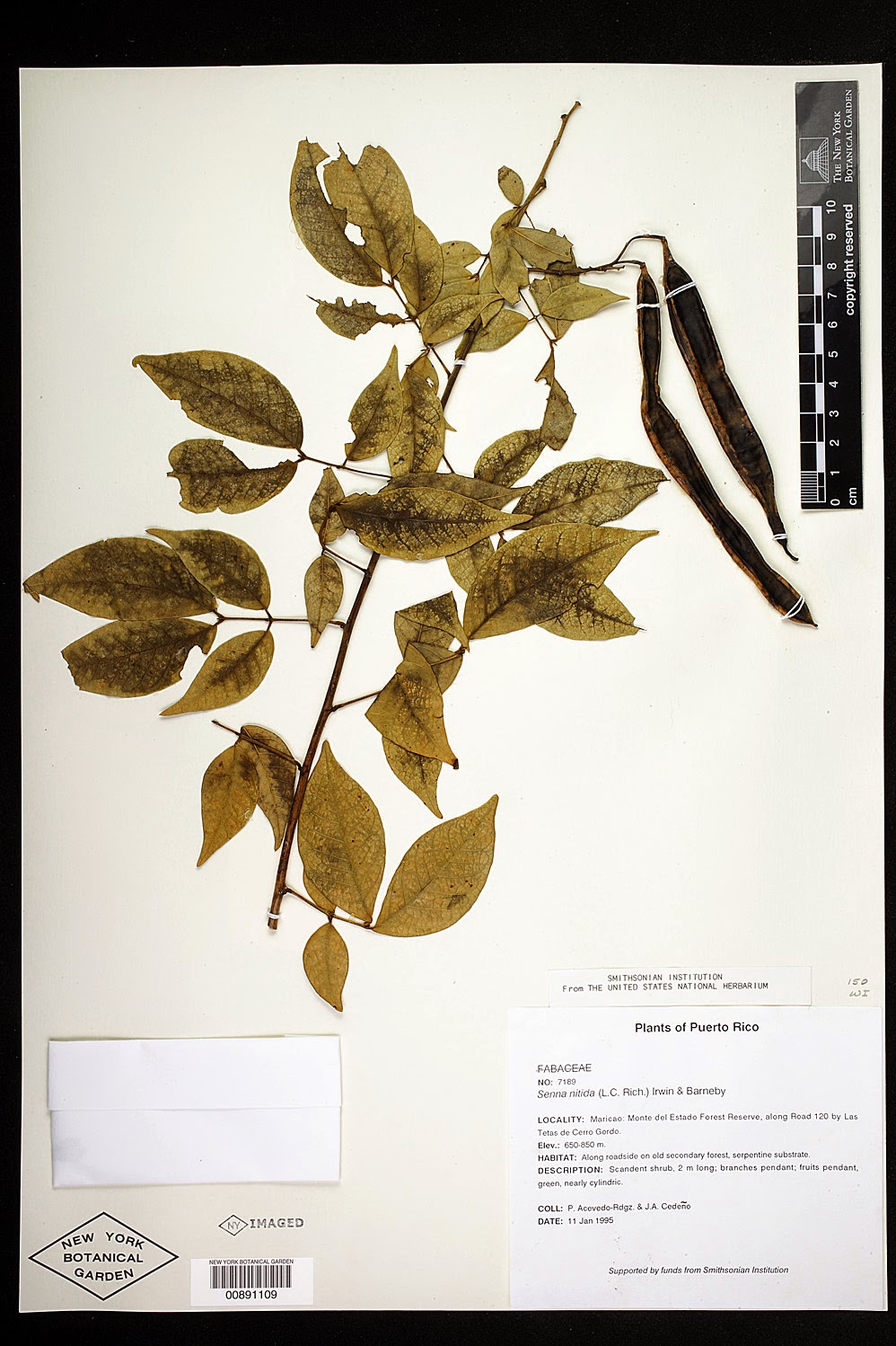 Flora de Puerto Rico Ilustrada Papo Vives: Caesalpinoideae SENNA ...