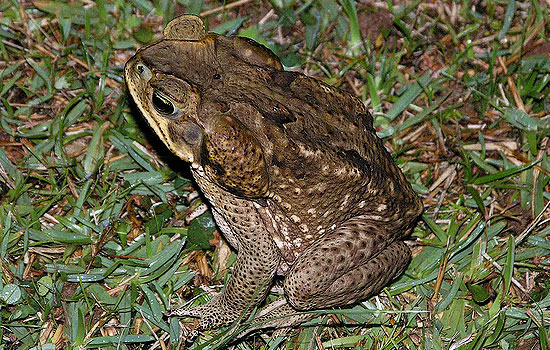 Zoo da Maia: Sapo Gigante /// Giant Toad Rhinella Marina