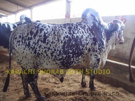 Bakra Eid 2014 - Photos and Videos of Qurbani Cows and Bakras: Captain ...