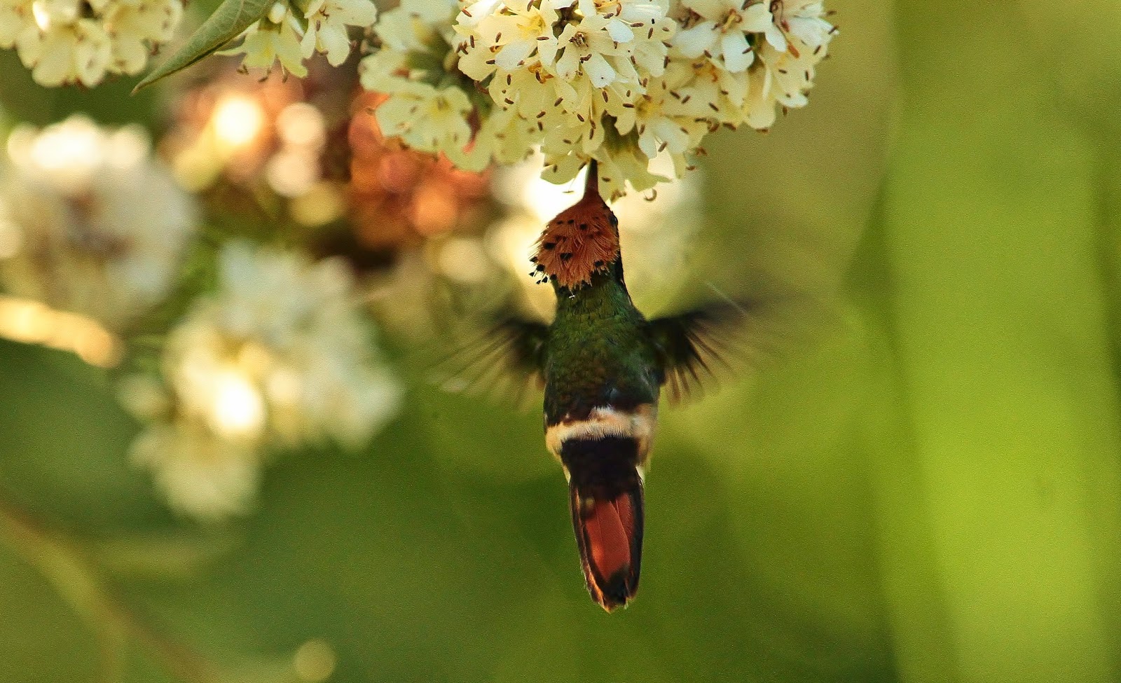 Nuestro bello mundo...: Hummingbirds,Colibris, Pictures taken at Los ...