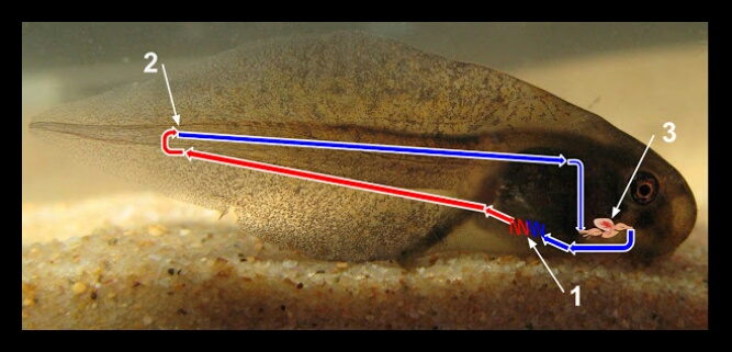 Circulatory System in Frogs / Frogs (Amphibians) Equipped with Pictures ...