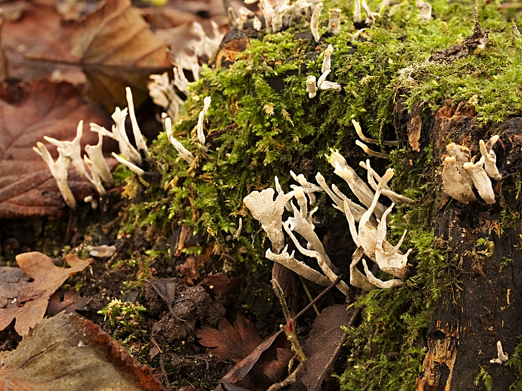 Milton Country Park Through the Year: January 2017