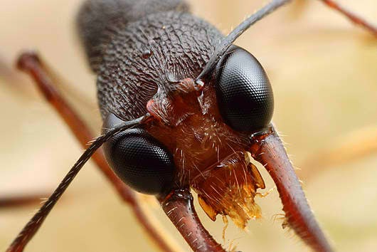 Top 10 Gigantic Facts About Ants | Most Beautiful