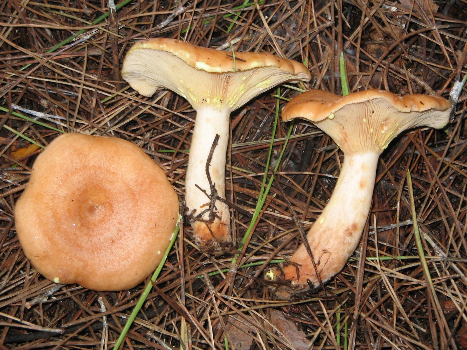 a FUNGHI nel SALENTO e... anche altrove: Lactarius chrysorrheus Fries