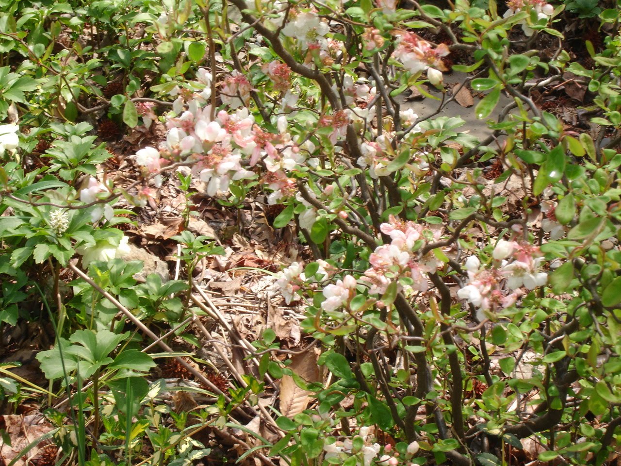 But if you want something low, there's incredibly tough texas scarlet: