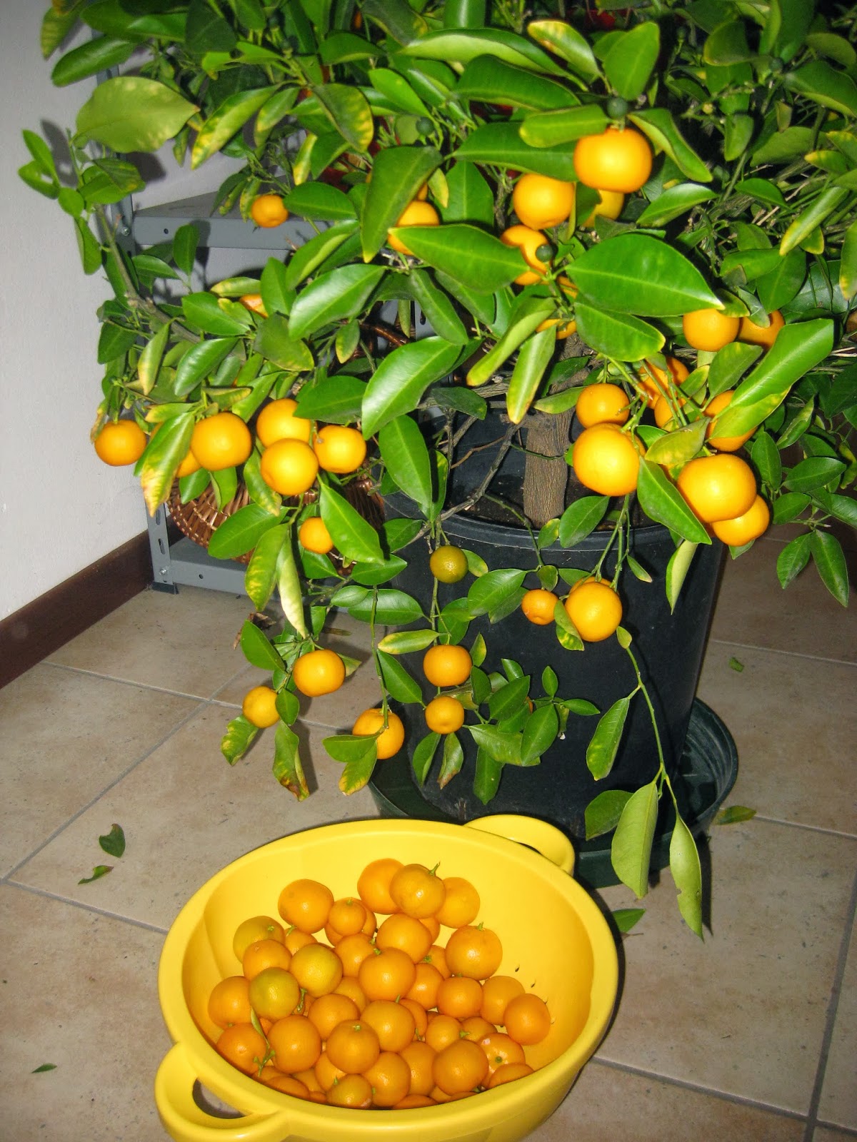 Contadinanza Famigliare Attiva: Un agrume piccolo e acido: il calamondino