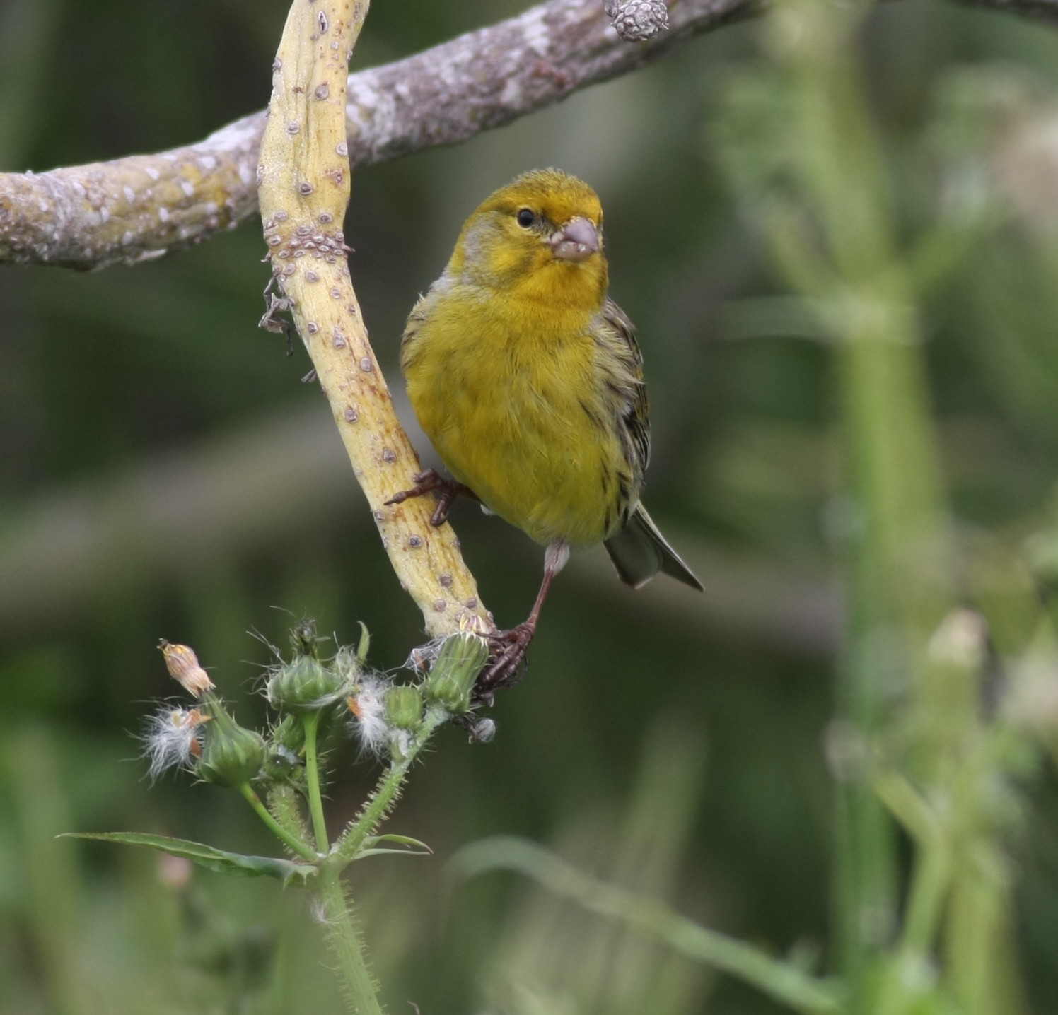 La Palma Birds: marzo 2011
