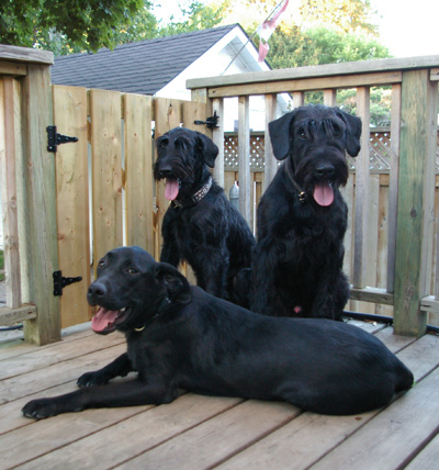 FASHION VALLEY: BLACK DOGS