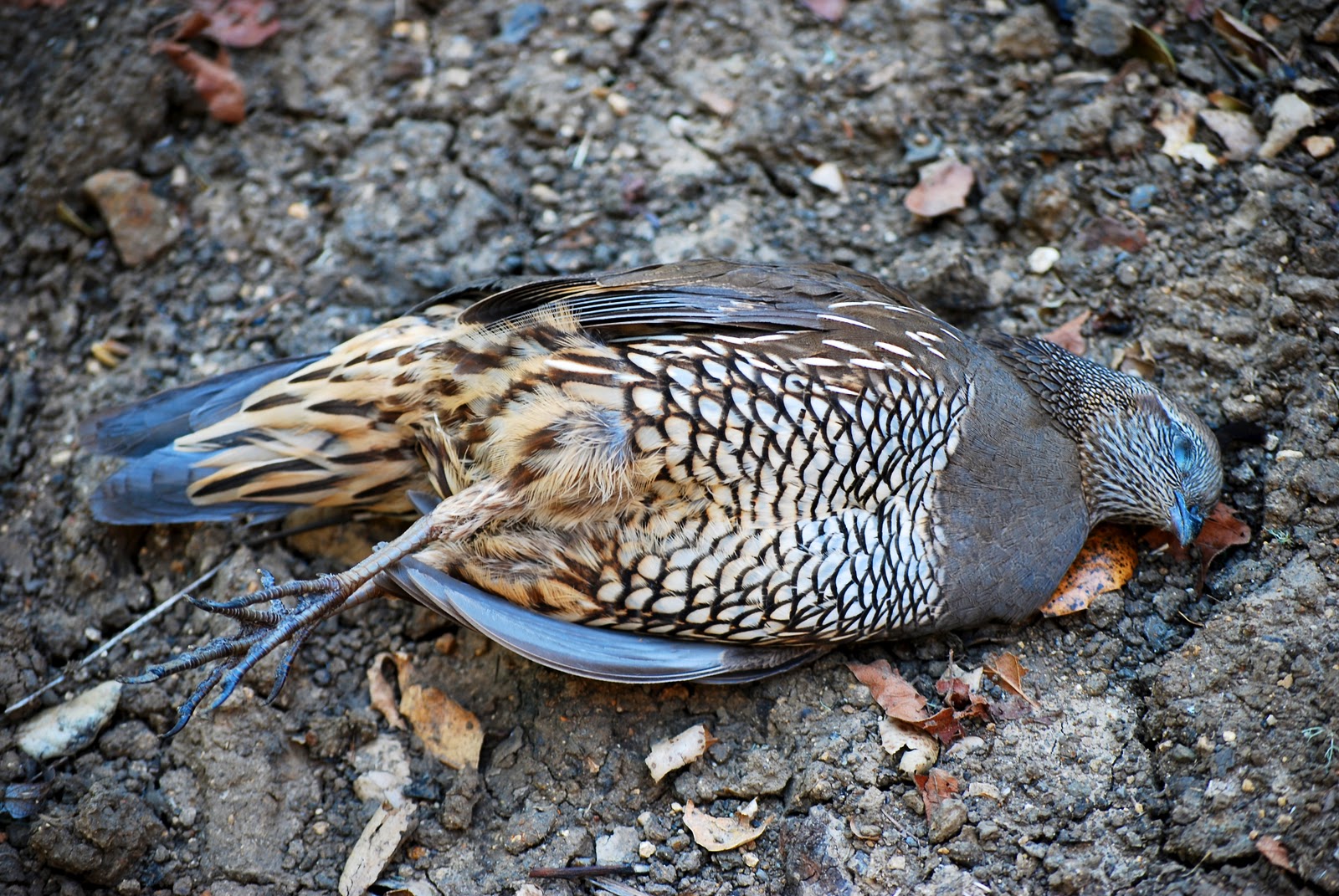 Dipper Ranch: February Scrambled Ramble