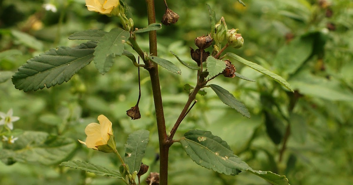 Variety of Life: Sida