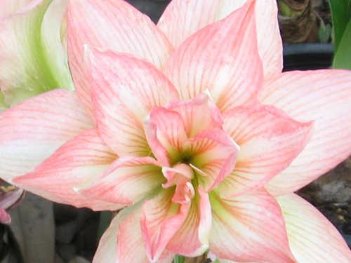 Amaryllis Review: Hippeastrum/Amaryllis Zombie