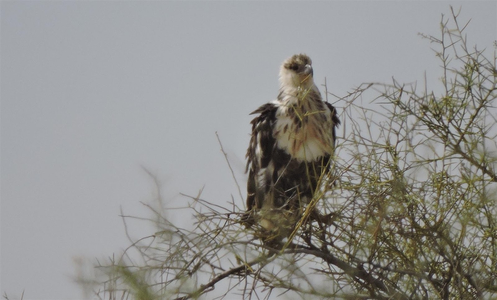Birding for a Lark: Lake Ganky