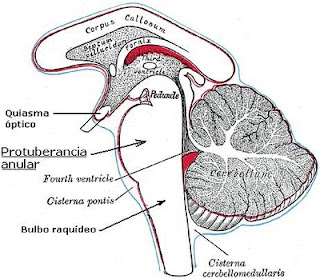Fisiología: Unidad IV: Sistema nervioso