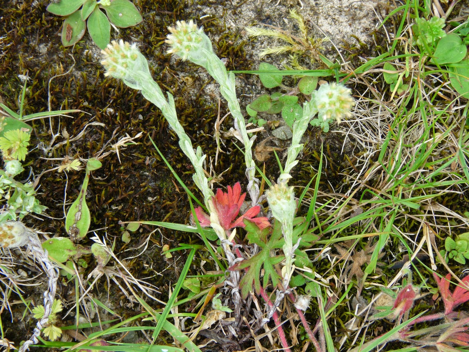 I Love Arnside and Silverdale: Common Cudweed in North Lancashire